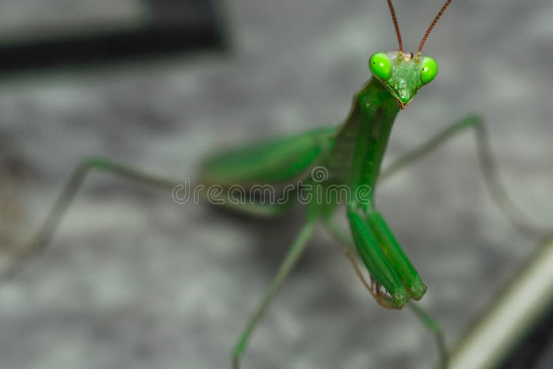 Green mantis macro stock photo. Image of natural, mantodea - 124356788