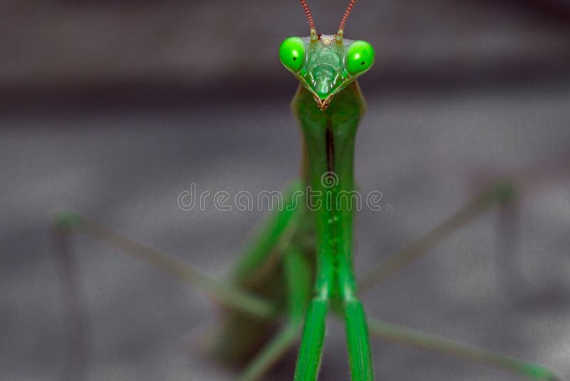 Green mantis macro stock photo. Image of natural, mantodea - 124356788