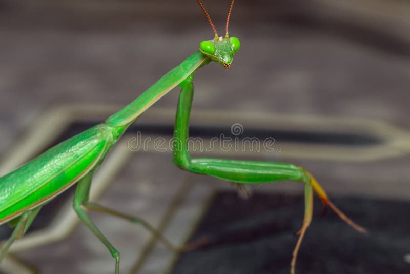 Green mantis macro stock photo. Image of natural, mantodea - 124356788
