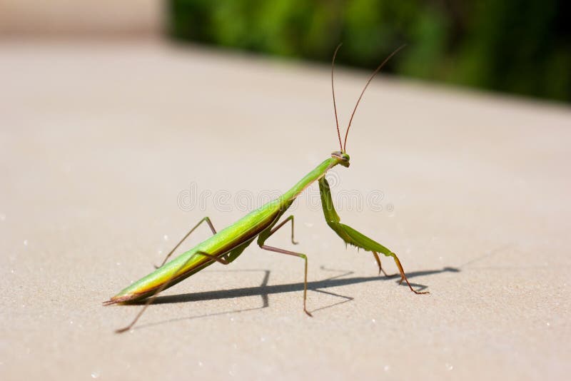 Green mantis stock photo. Image of bench, creature, side - 98792038