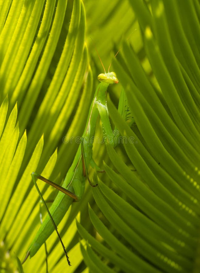 Green Mantis Mantodea Posing among Green Foliage Stock Photo - Image of ...