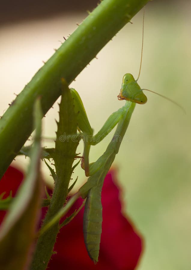 Green Mantis Mantodea Posing among Red Roses Stock Image - Image of ...