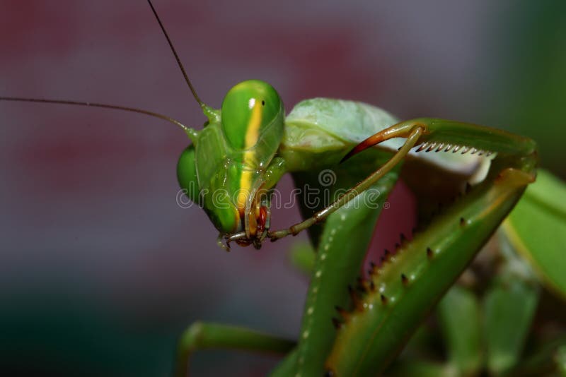 4,981 Mantodea Stock Photos - Free & Royalty-Free Stock Photos from ...