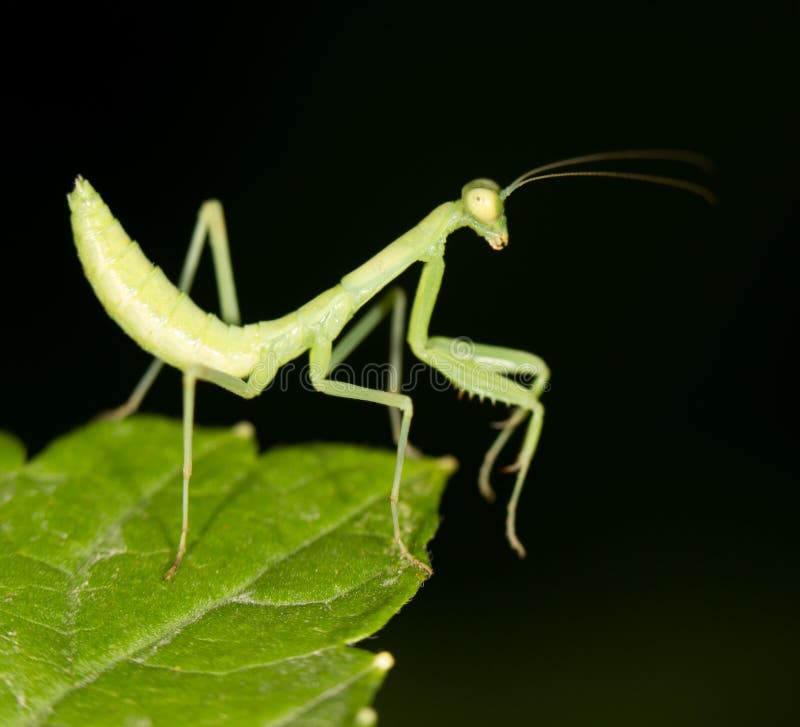 Green Mantis in the Nature. Close Stock Image - Image of green ...