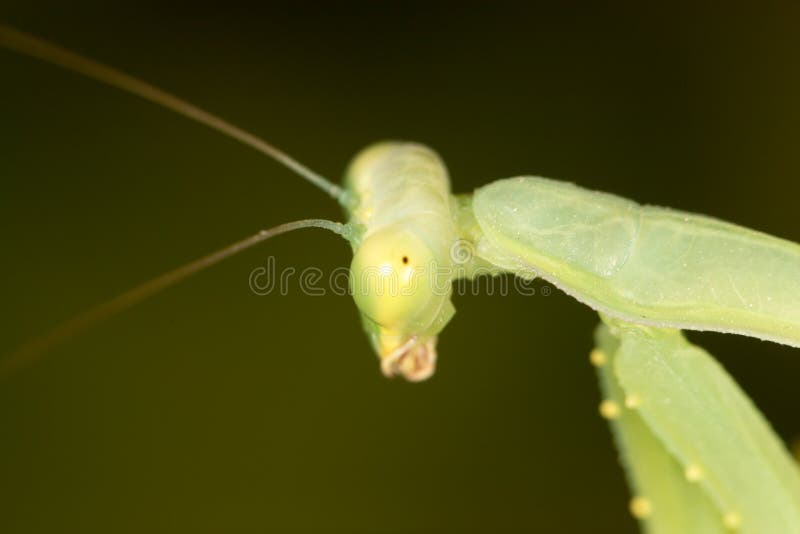 Green Mantis in the Nature. Close Stock Image - Image of closeup, plant ...