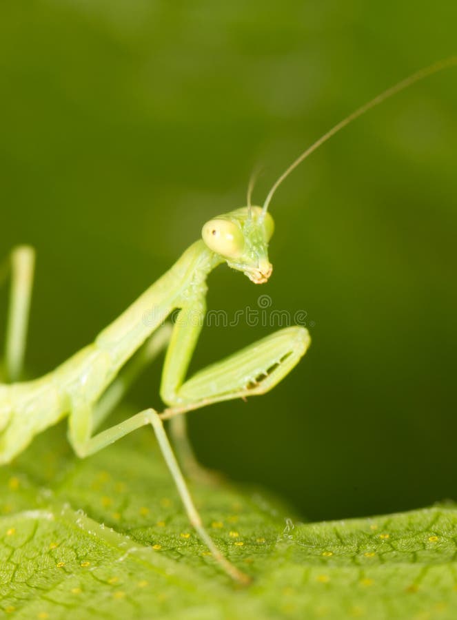 Green Mantis in the Nature. Close Stock Image - Image of beneficial ...