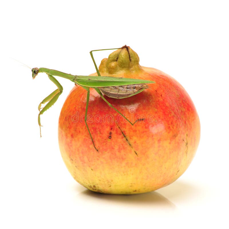 Green Mantis on the Pomegranate Stock Photo - Image of pomegranate ...