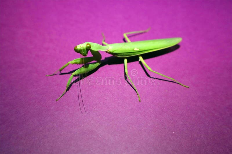 A Green Mantis is Posing Under a Lamp Light. Stock Image - Image of ...