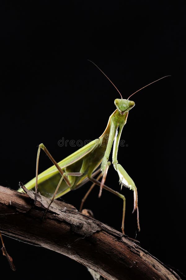 Green Mantis is a Predator, Hunting for Small and Large Insects Stock ...