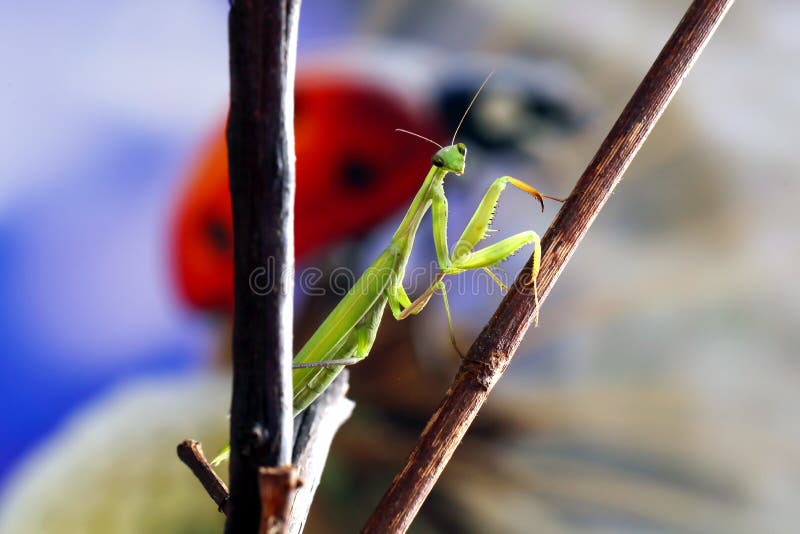 Green Mantis is a Predator, Hunting for Small and Large Insects Stock ...