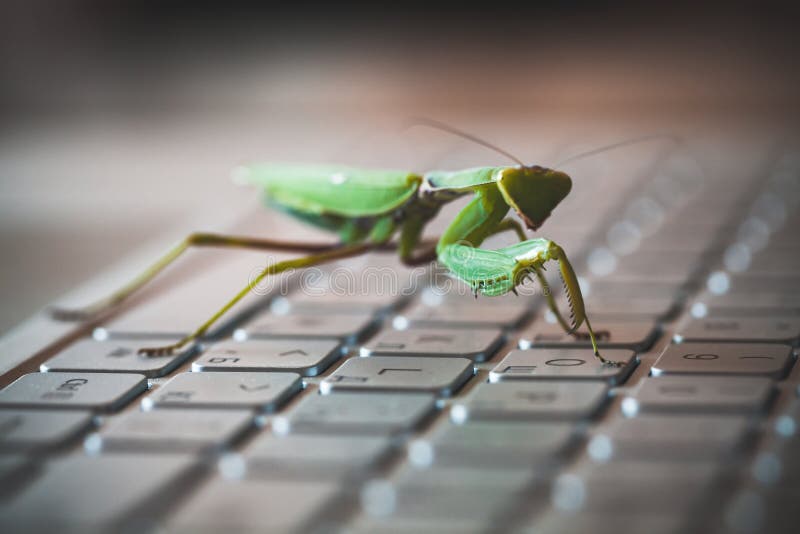 Green Insect on a Keyboard. Top View Stock Image - Image of animal ...