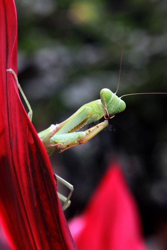 A Green Mantis on a Red Flower Stock Image - Image of mantis ...
