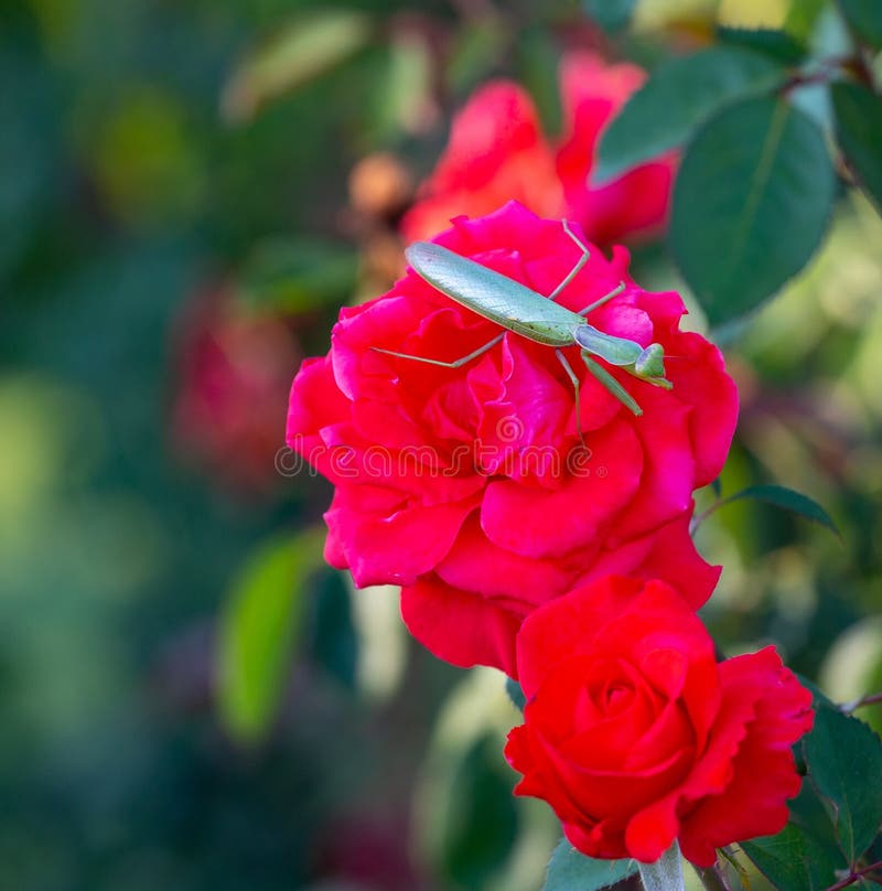 Green Mantis on a Red Rose in the Old Park in Summer Stock Image ...