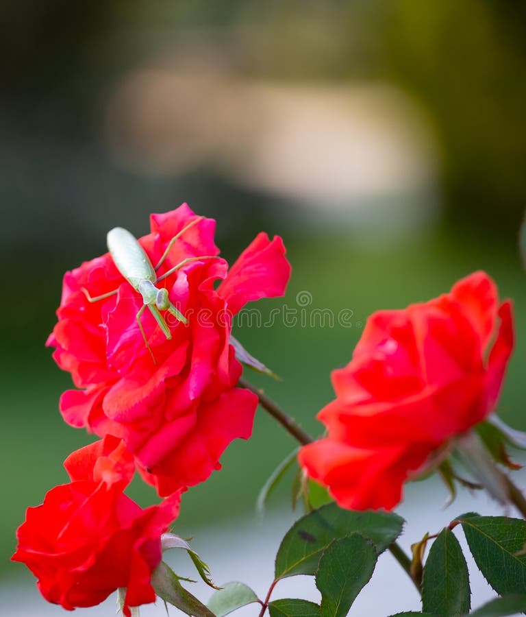 Green Mantis on a Red Rose in the Old Park in Summer Stock Photo ...