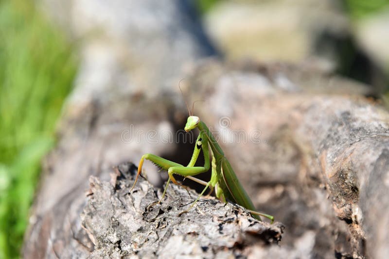 Green Mantis Sitting Wood Mantis Religiosa Stock Photos - Free ...