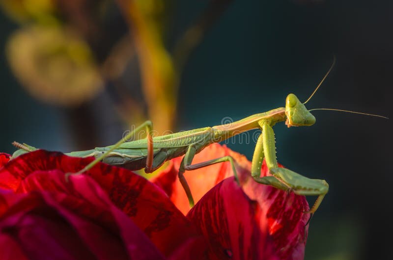 Green Mantis is Sitting on Red Rose Bud Stock Photo - Image of plants ...