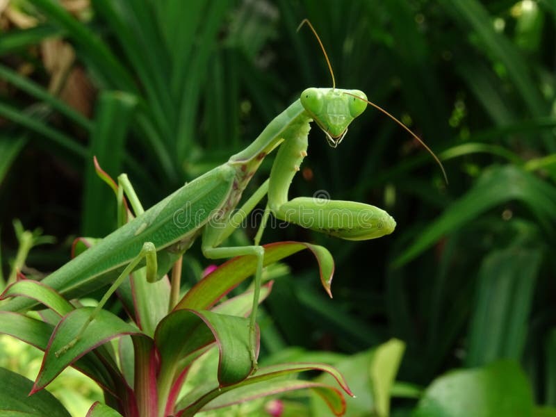 Green Mantis, Standing on a Leaf. Stock Image - Image of leaf ...