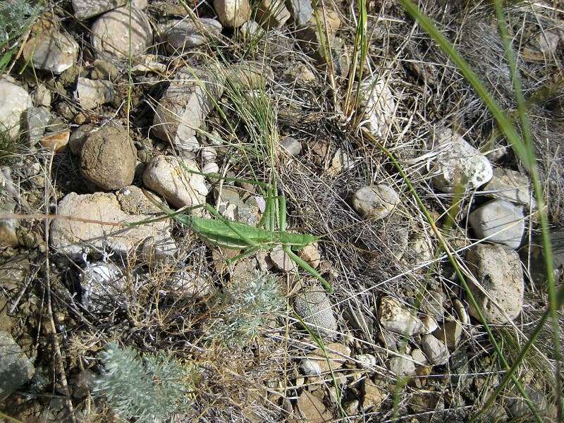 Green Mantis Successfully Masked among the Same Color of Grass Stems ...