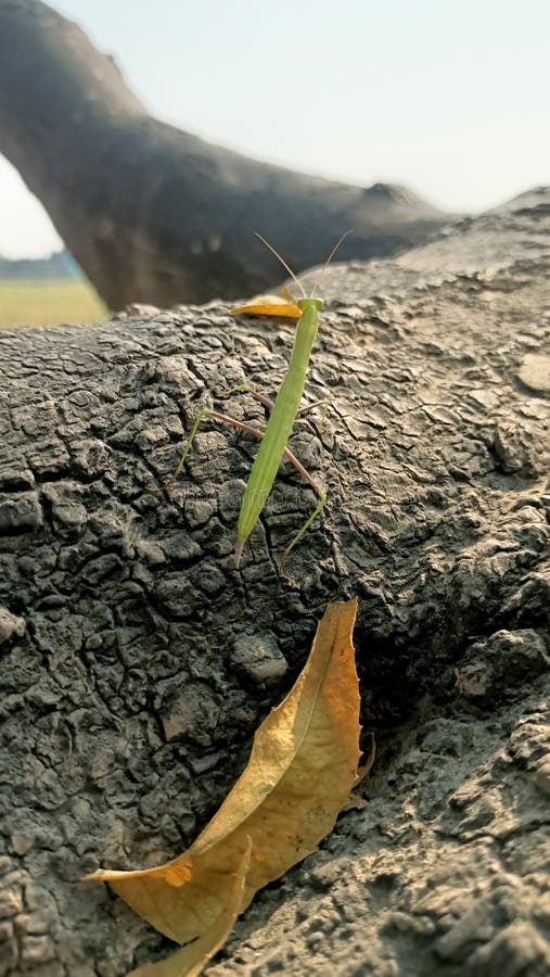 Mantis Tidda Stock Photos - Free & Royalty-Free Stock Photos from ...