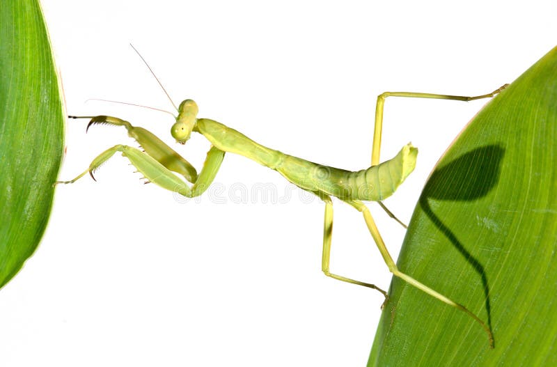 Green mantis stock photo. Image of green, macro, leaf - 31439472