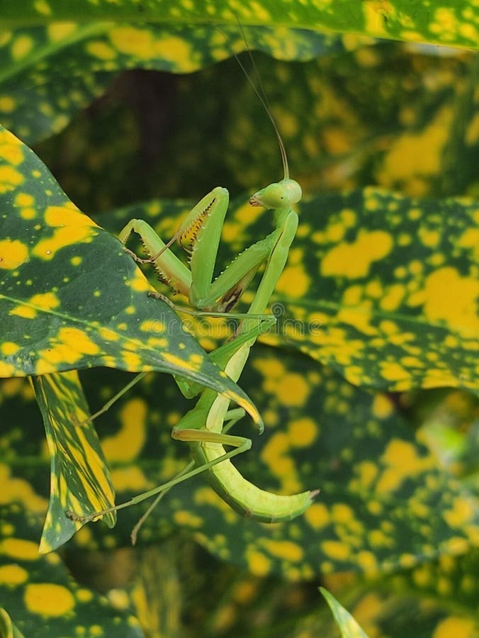 Praying Mantis stock photo. Image of invertebrate, nature - 245261828
