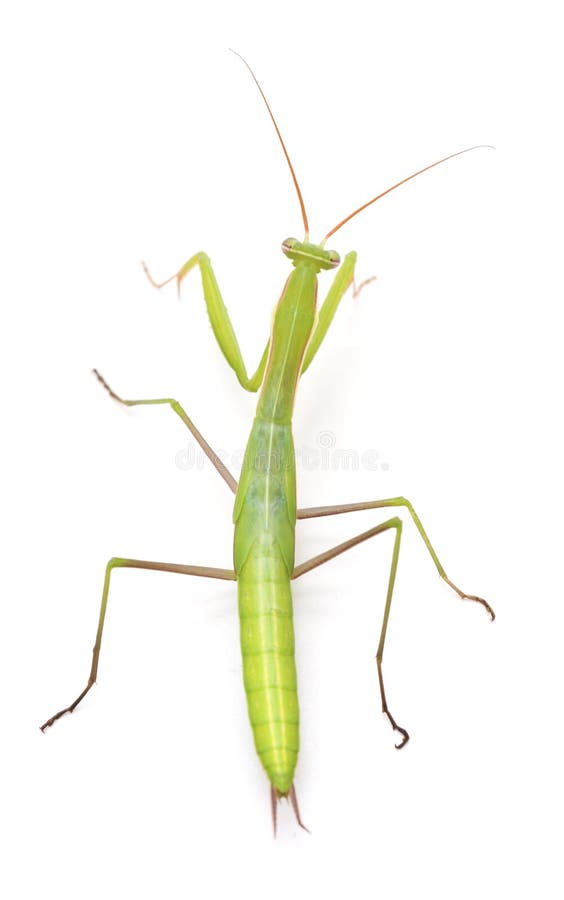 Large green mantis. stock image. Image of smart, large - 102335125