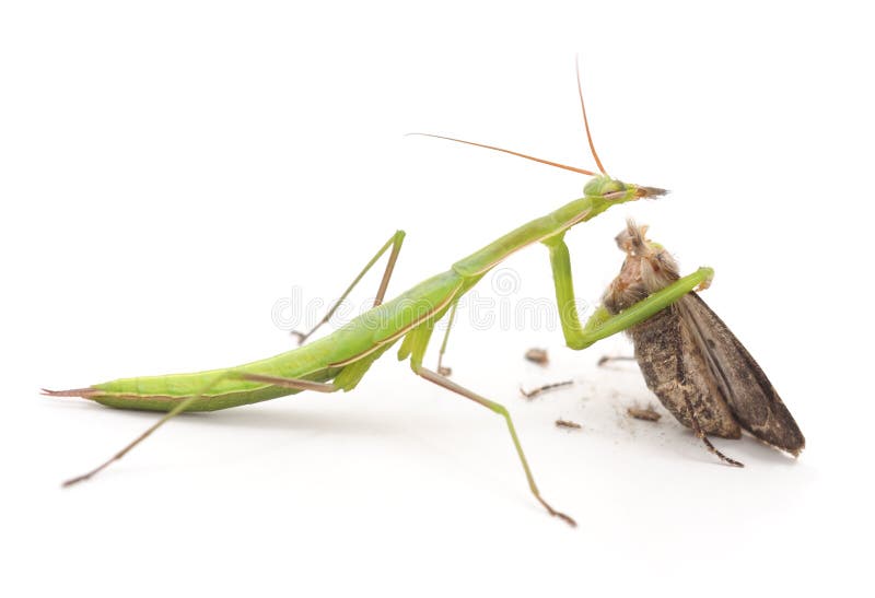 Large green mantis. stock image. Image of female, closeup - 103722959