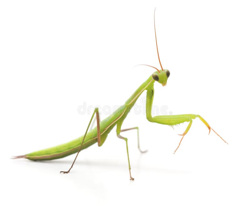 Large green mantis. stock image. Image of beautiful - 111868455