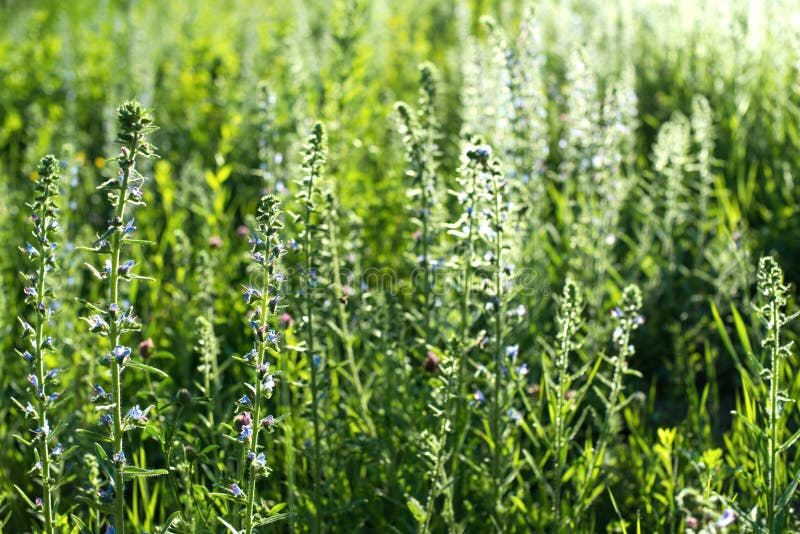 Green manure stock photo. Image of organic, fertilizer - 70796600