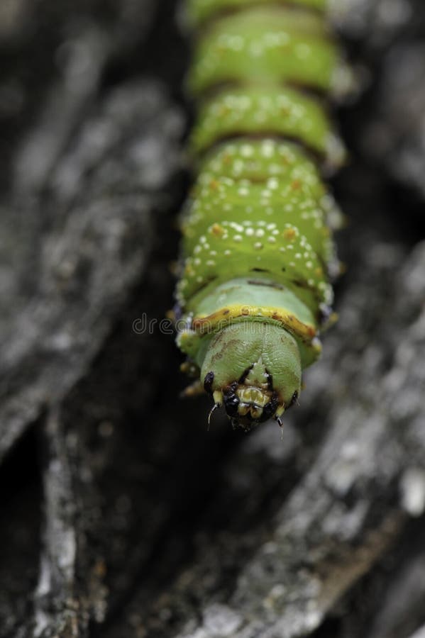 Green Mapami Worm stock photo. Image of focus, tree, spots - 34315886