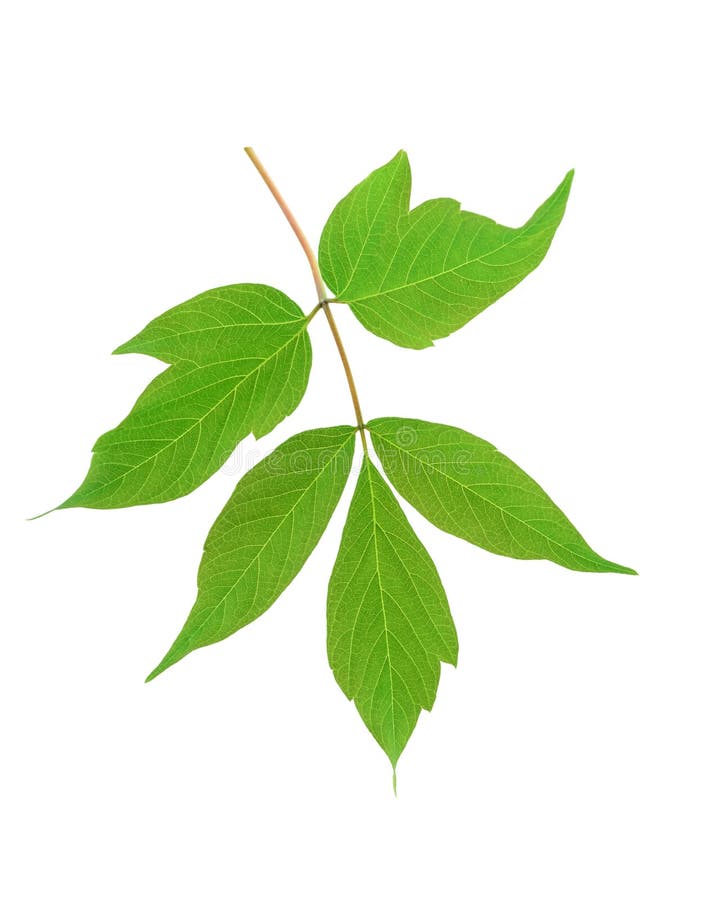 Green Maple Ash (Acer Negundo) Leaf Isolated On White Stock Image ...