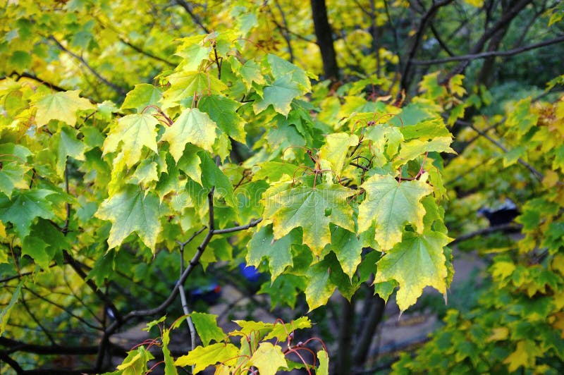 Green maple autumn stock image. Image of herbst, natur - 29300119