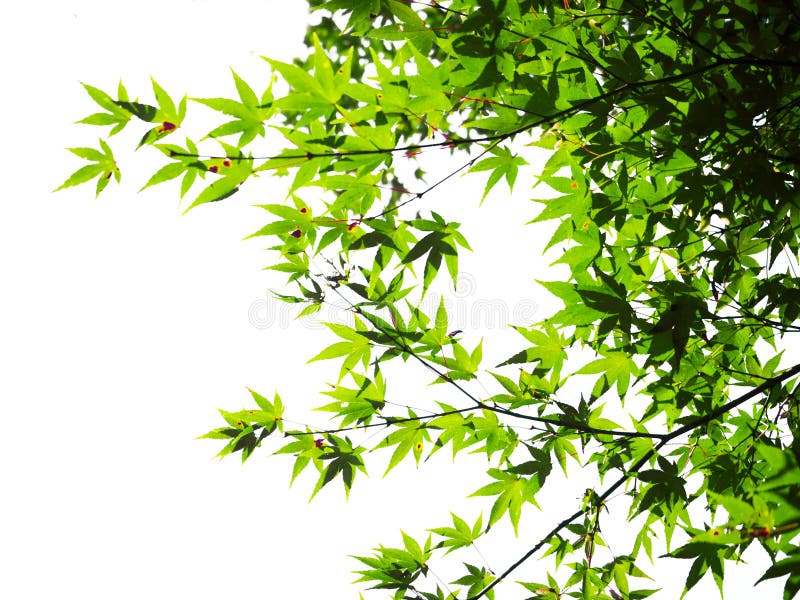 Green maple background stock photo. Image of color, summer - 89649746