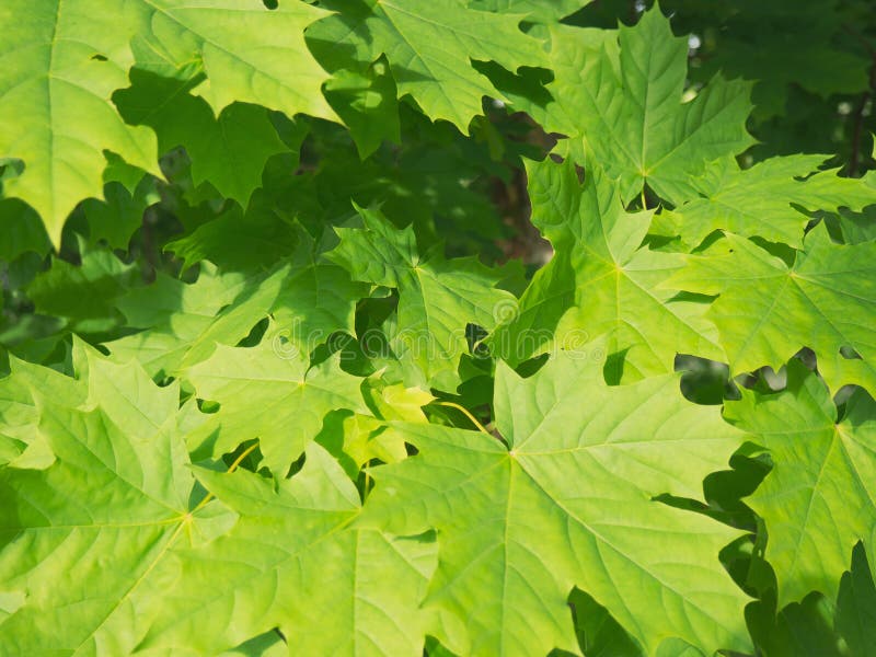 Green maple stock photo. Image of herbal, leaves, life - 220875068