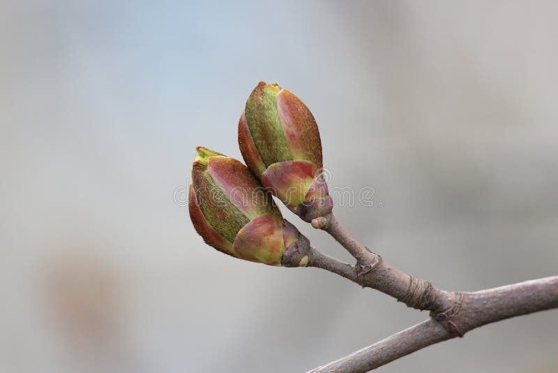 Green Maple Buds in Spring Close Up Stock Image - Image of blossom ...