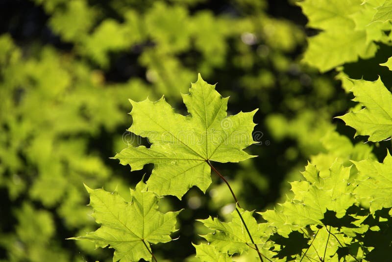 Green maple leaf stock image. Image of single, backlight - 12101131