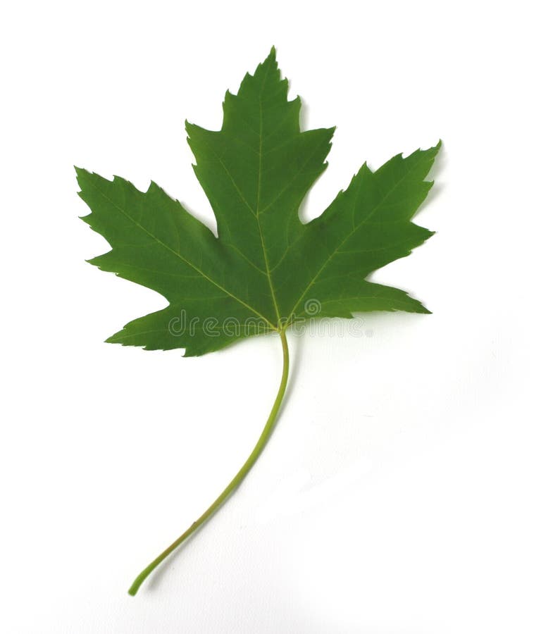 Green maple leaf stock photo. Image of maple, leaf, canada - 14283784