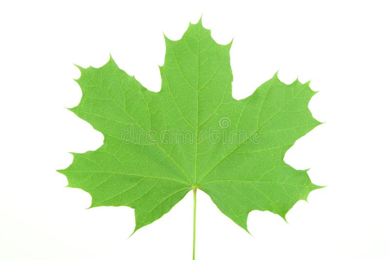 Green maple leaf stock image. Image of conservation, leaf - 15087393 Green maple leaf stock image. Image of conservation, leaf - 15087393