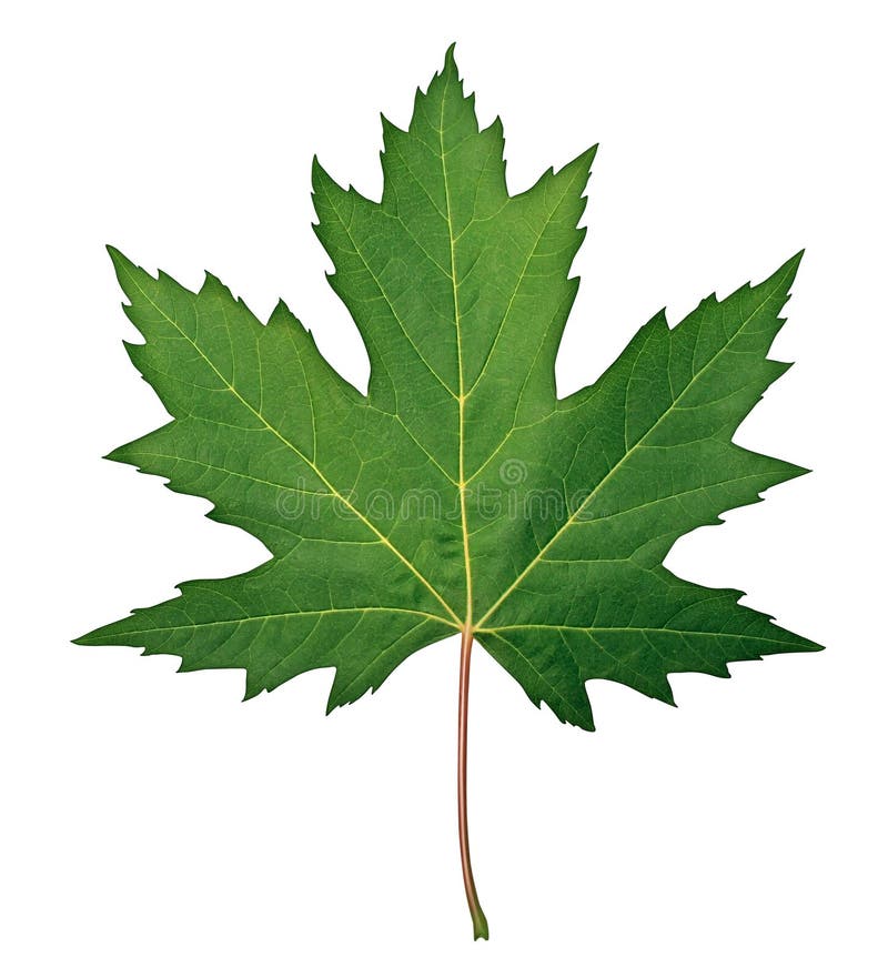 Coloured maple leaf stock photo. Image of collect, fall - 272926 Coloured maple leaf stock photo. Image of collect, fall - 272926