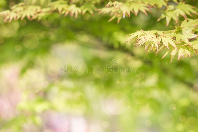 Green Maple Leaf for Backgrounds or for Text Stock Photo - Image of ...