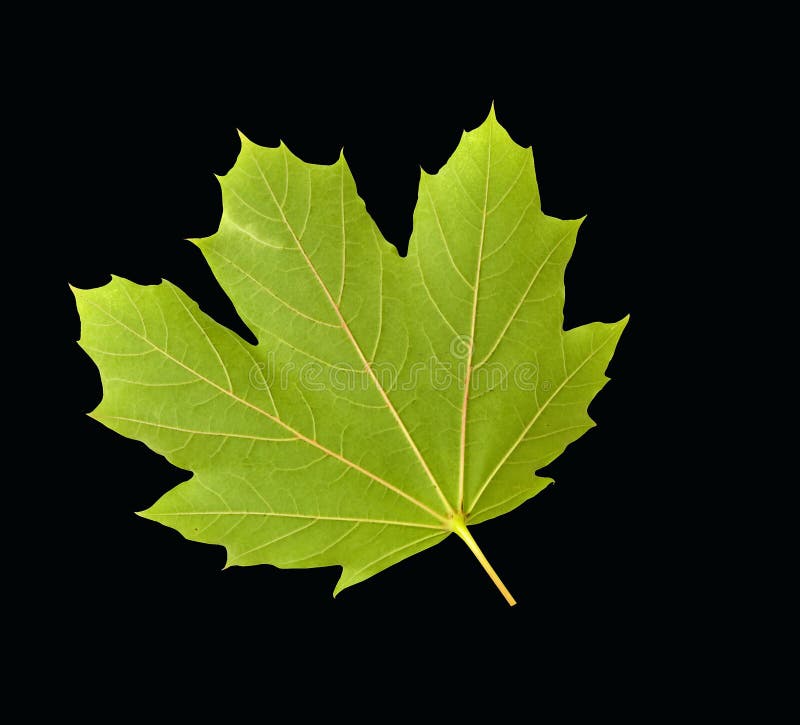 Green Maple Leaf on a Black Background Stock Image - Image of single ...