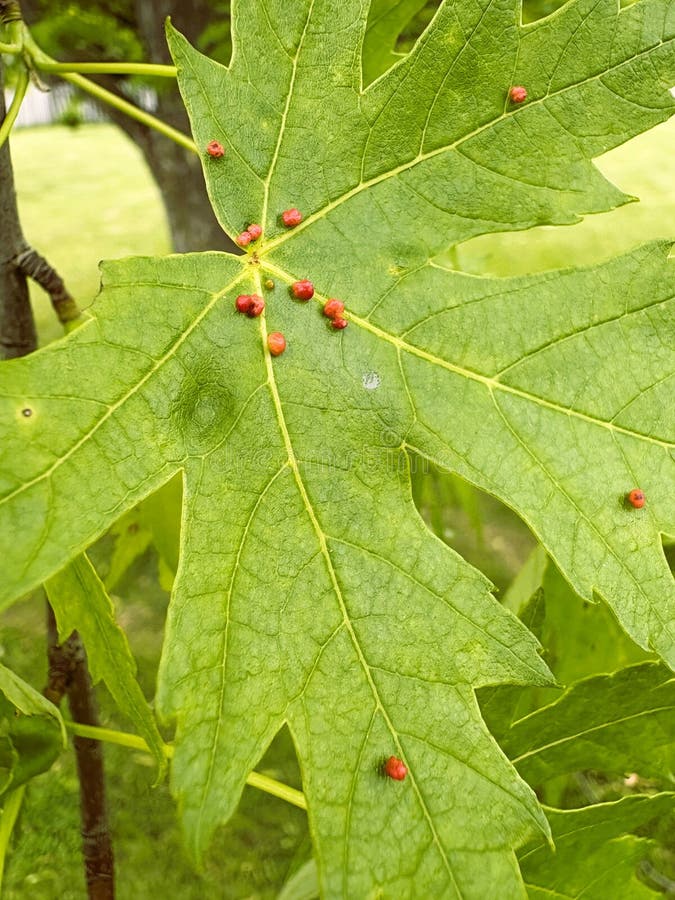 A Green Maple Leaf Covered in Red Gall Mites, Also Called Maple Bladder ...