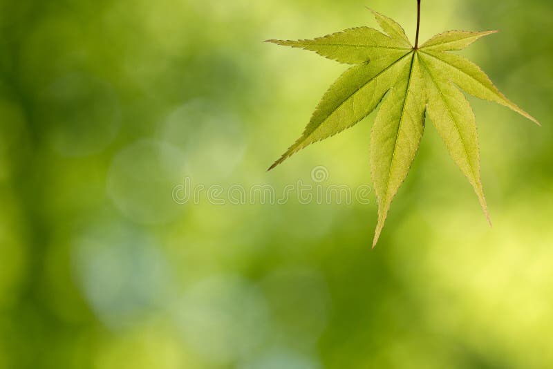 Green Maple Leaf in the Forest Stock Photo - Image of environmental ...