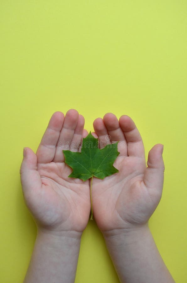 Green Maple Leaf in the Hands of a Child. Stock Image - Image of hand ...
