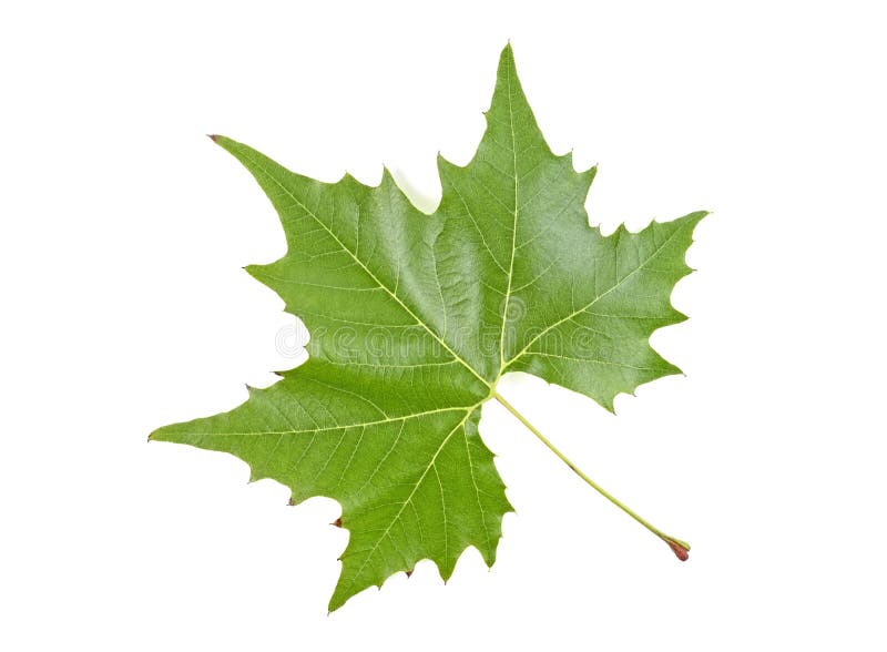 Green Maple Leaf Isolated on White Background, Top View Stock Photo ... Green Maple Leaf Isolated on White Background, Top View Stock Photo ...