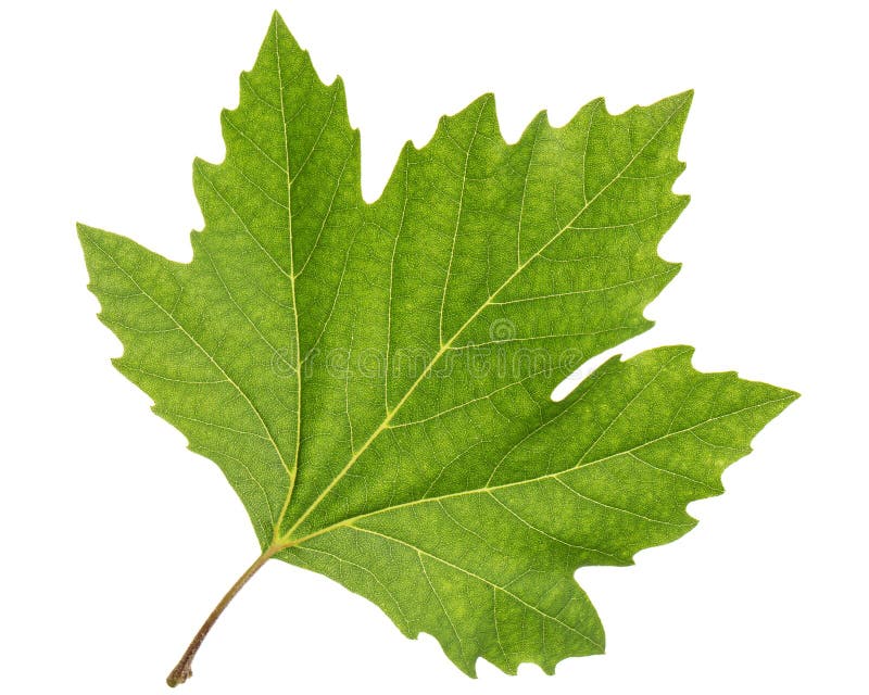 Green Maple Leaf, Isolated on White Background Stock Image - Image of ... Green Maple Leaf, Isolated on White Background Stock Image - Image of ...