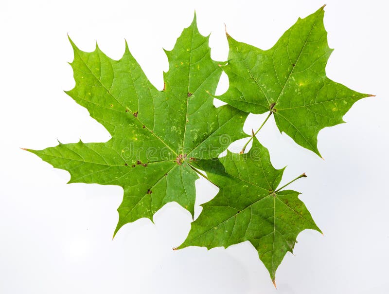 Green Maple Leaf Isolated on White Background Stock Image - Image of ... Green Maple Leaf Isolated on White Background Stock Image - Image of ...