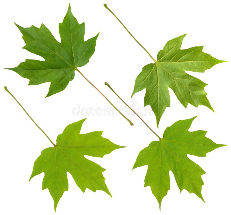 Green maple leaf stock image. Image of botany, background - 96819009