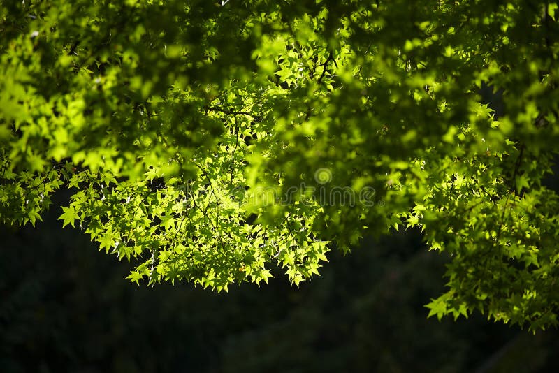 Green maple leaf stock image. Image of maple, fresh, park - 38938789
