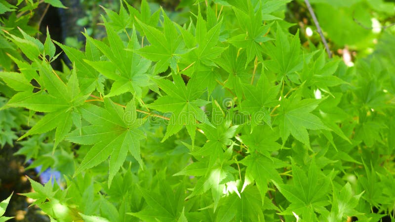 Green Maple Leaf in the Park Stock Photo - Image of bright, maple: 93146344